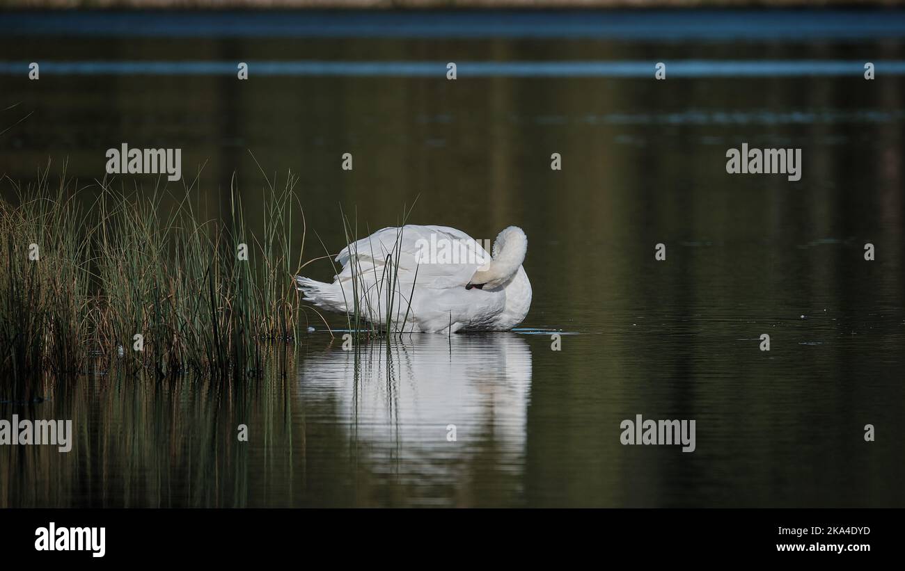 Ride a White Swan Stock Photo - Alamy