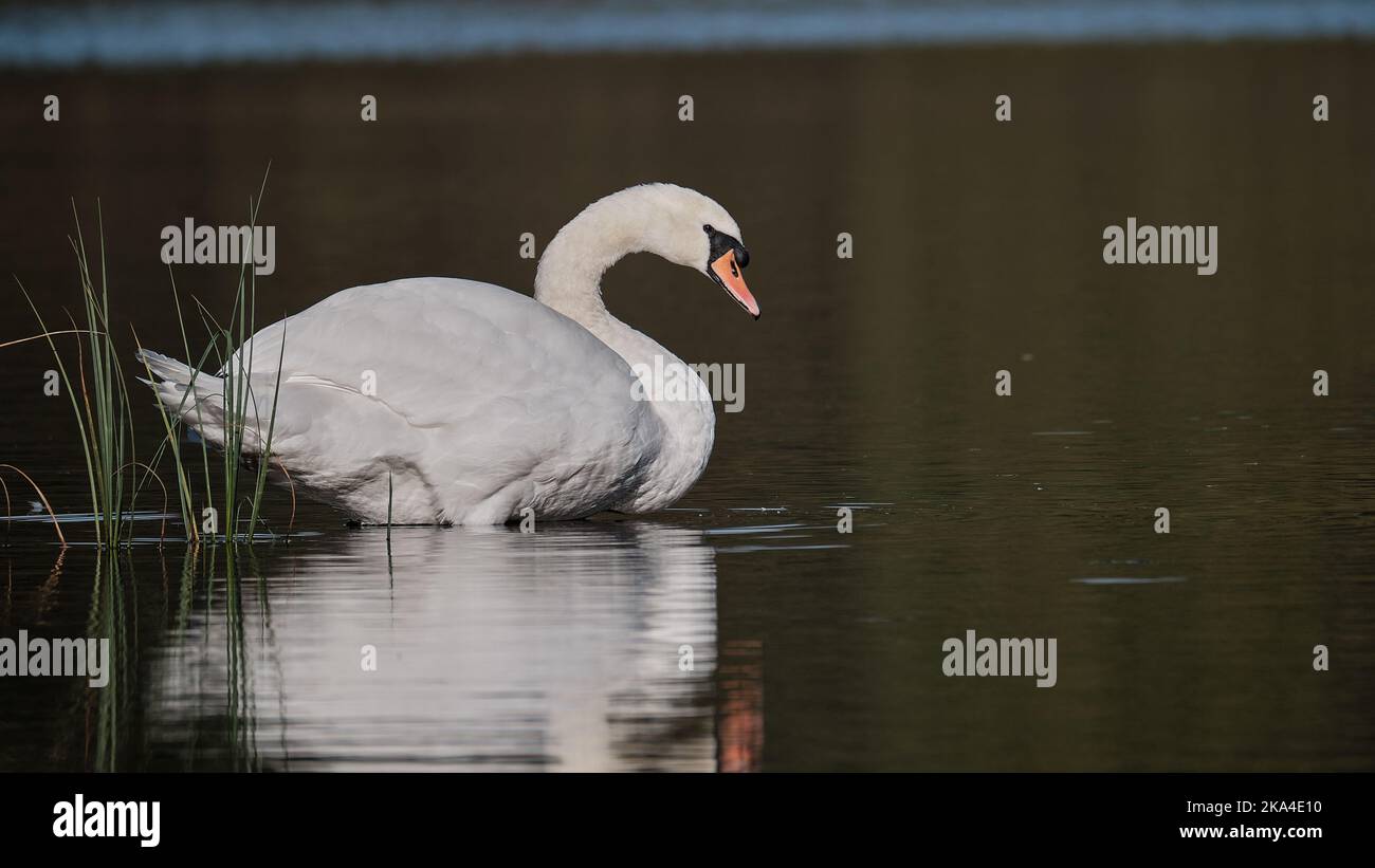 Ride a White Swan Stock Photo - Alamy