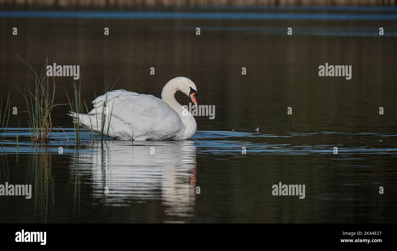 Ride a White Swan Stock Photo - Alamy
