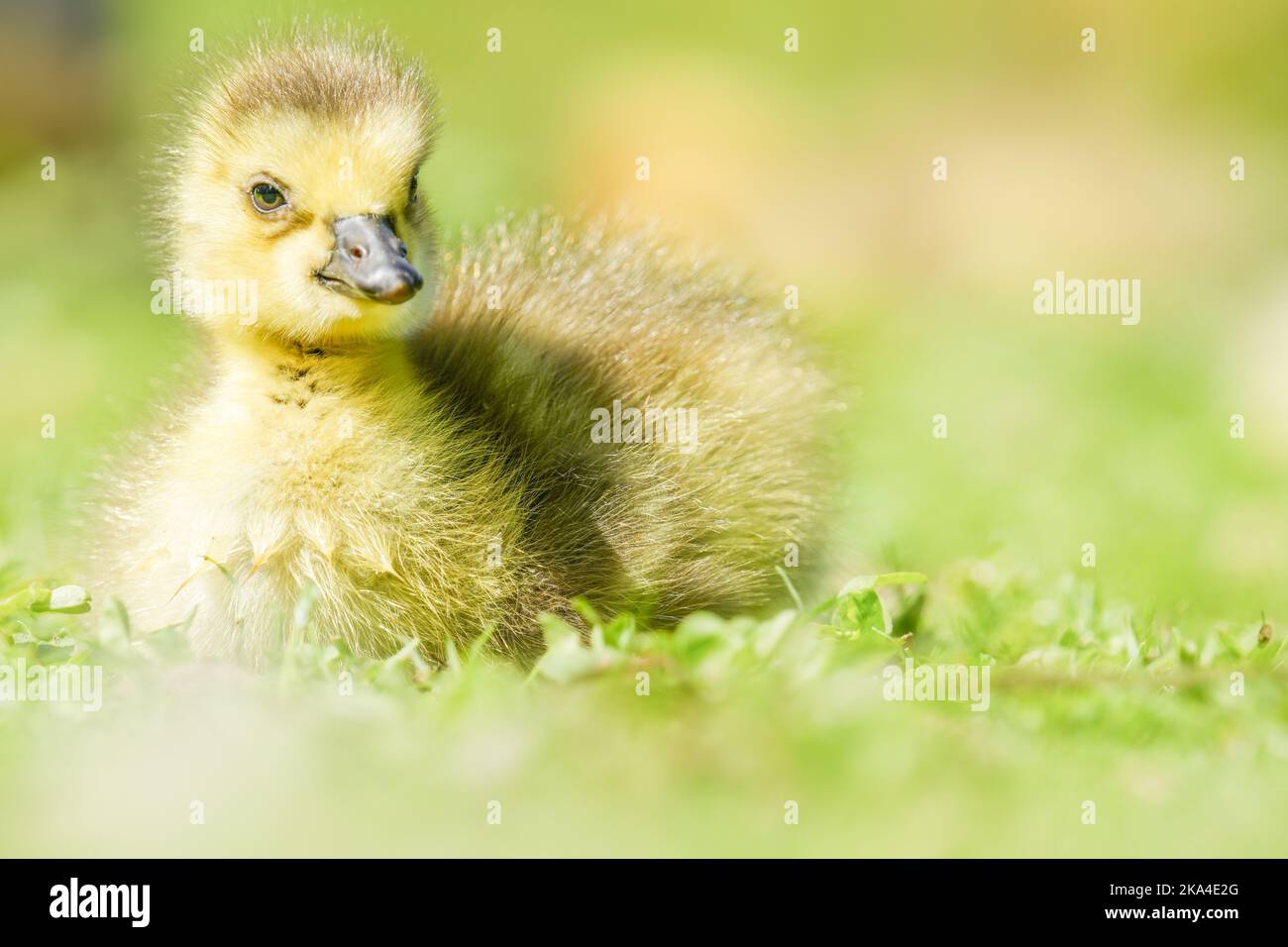 A portrait of a cute little goose sitting in the green grass under the ...