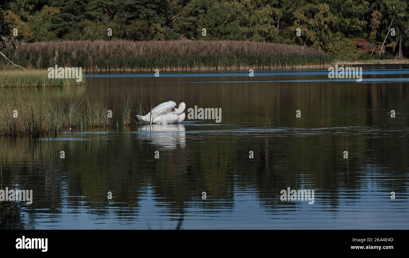 Ride a White Swan Stock Photo - Alamy