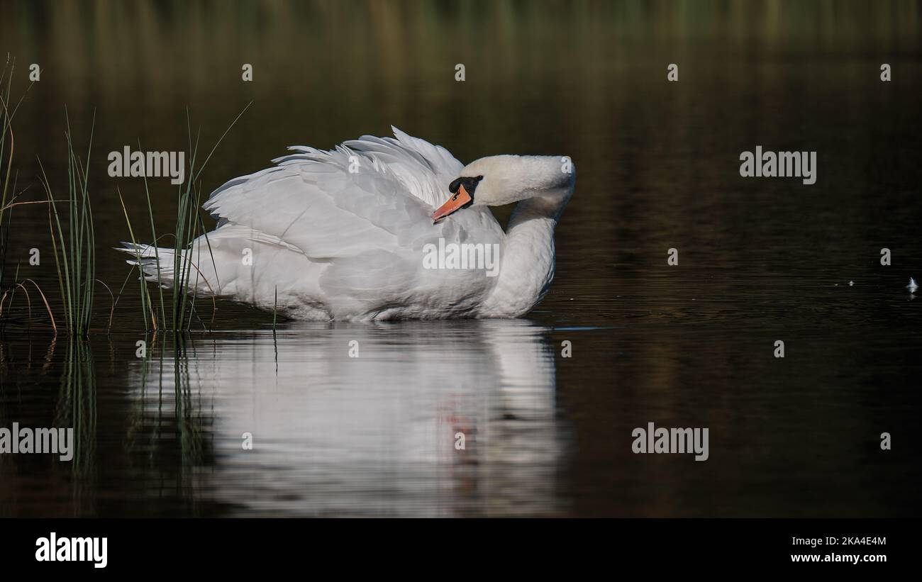 Ride a White Swan Stock Photo - Alamy