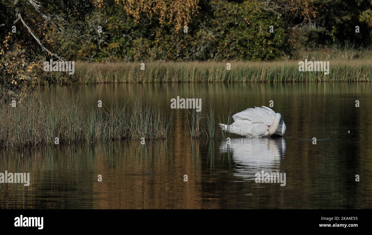 Ride a White Swan Stock Photo - Alamy