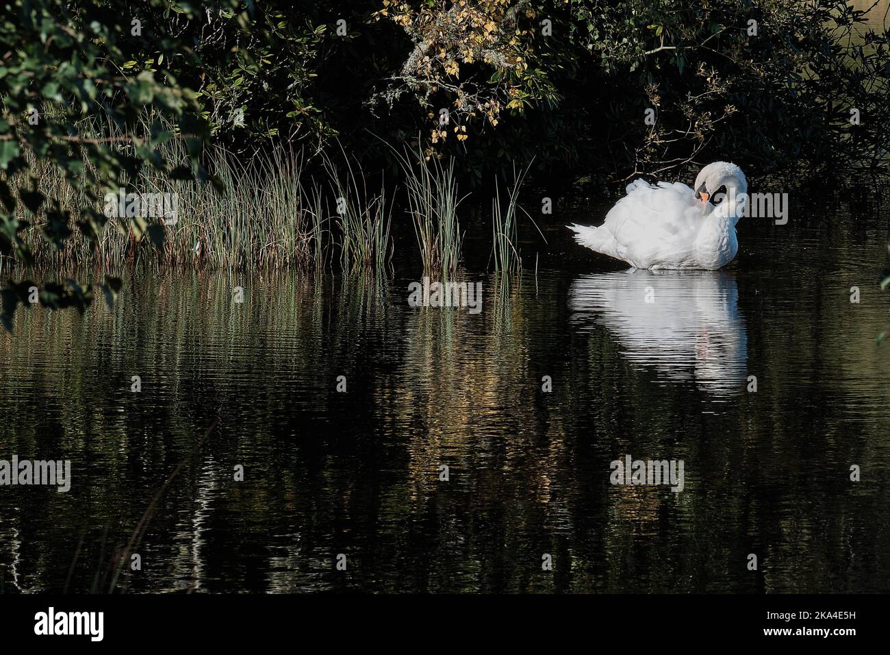 Ride a White Swan Stock Photo - Alamy