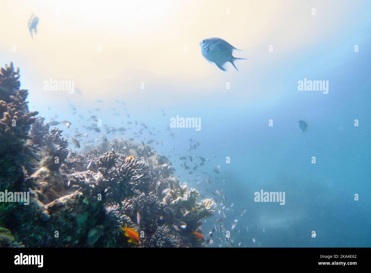 A scenic shot of fish, underwater plants, and coral reefs in the Red ...