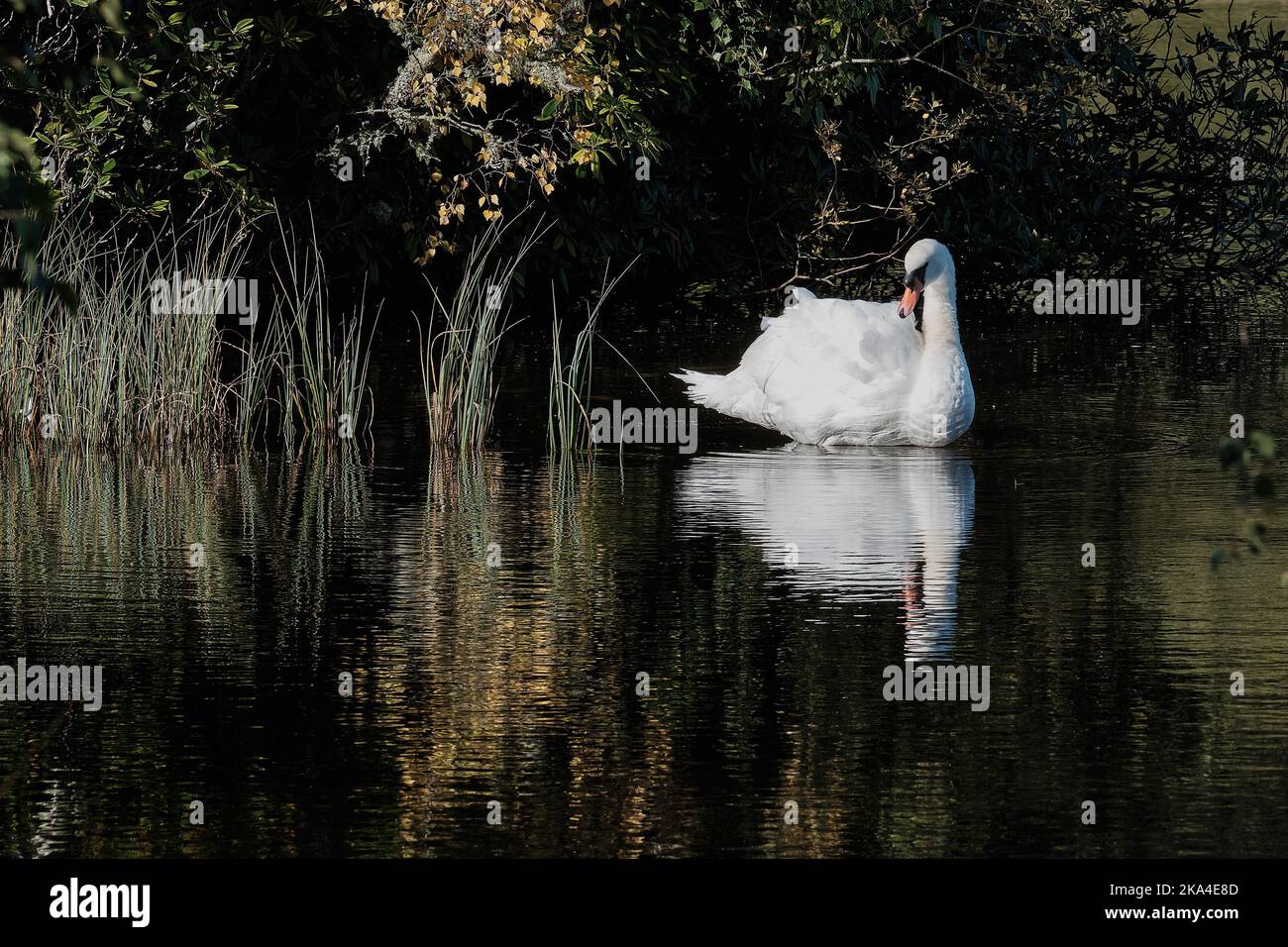 Ride a White Swan Stock Photo - Alamy