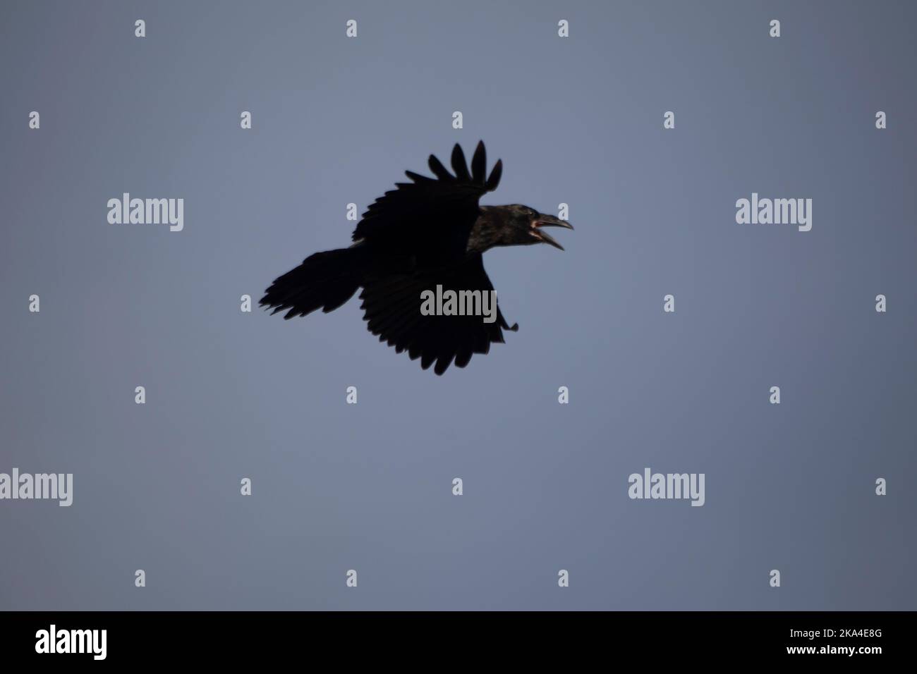Shine raven feathers hi-res stock photography and images - Alamy