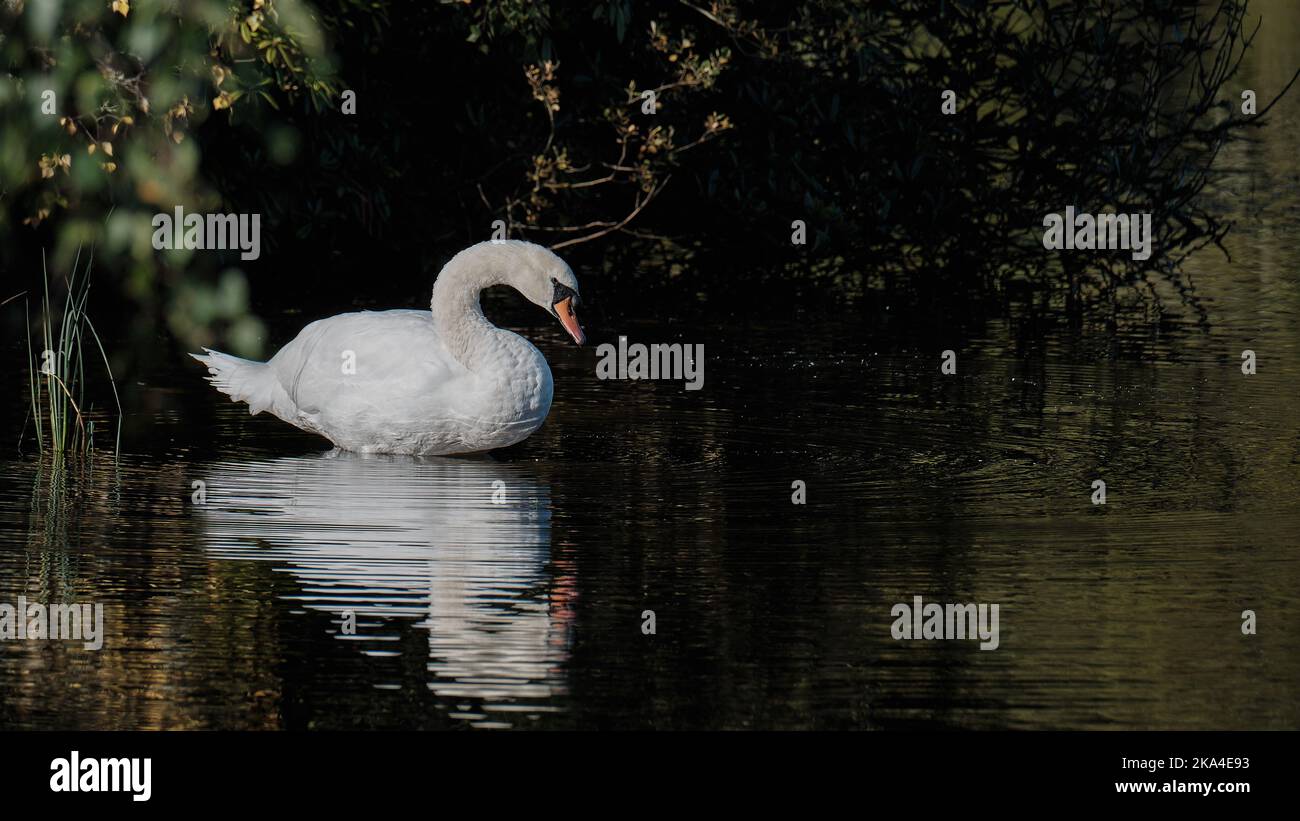 Ride a White Swan Stock Photo - Alamy