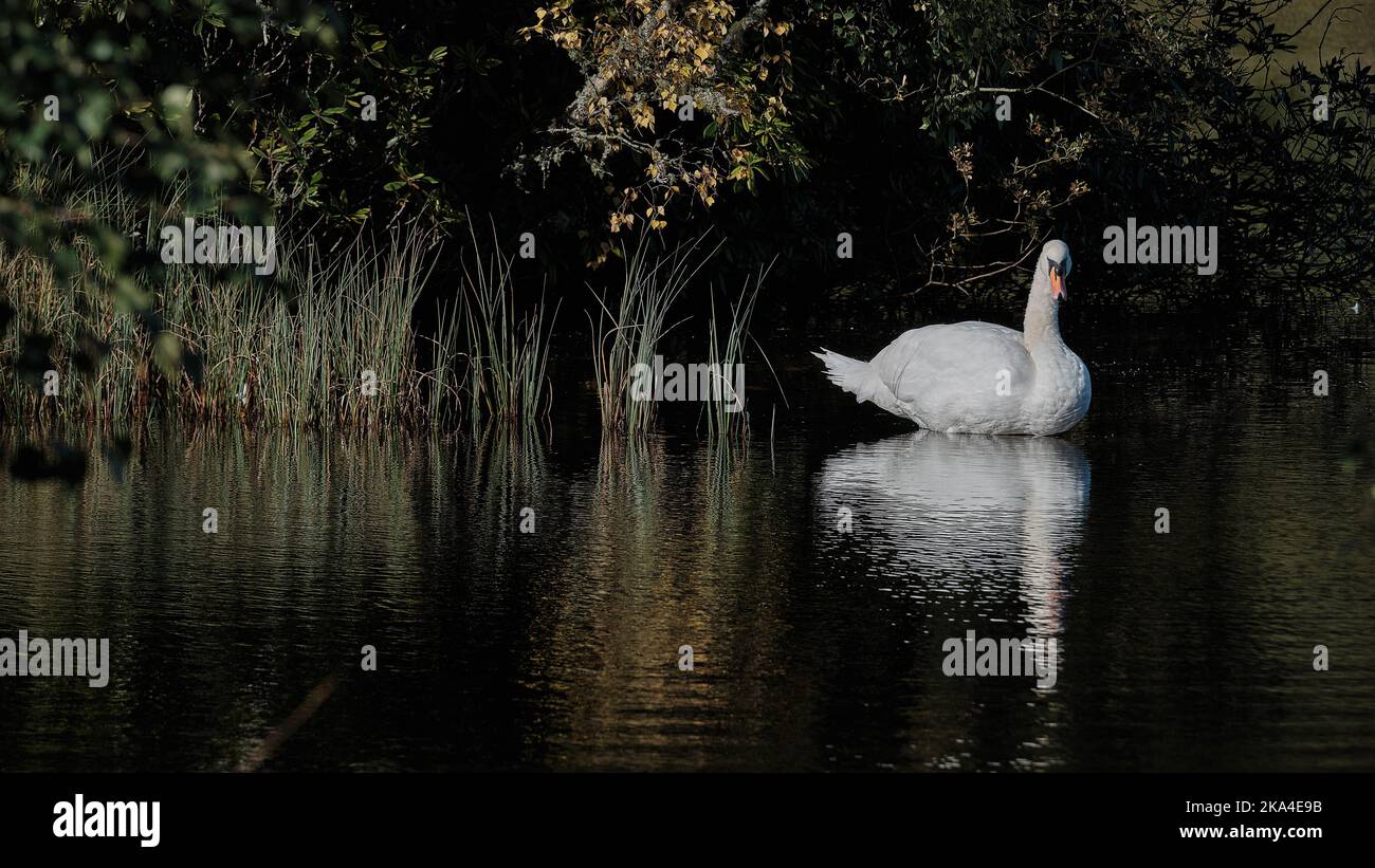 Scottish swan hi-res stock photography and images - Alamy