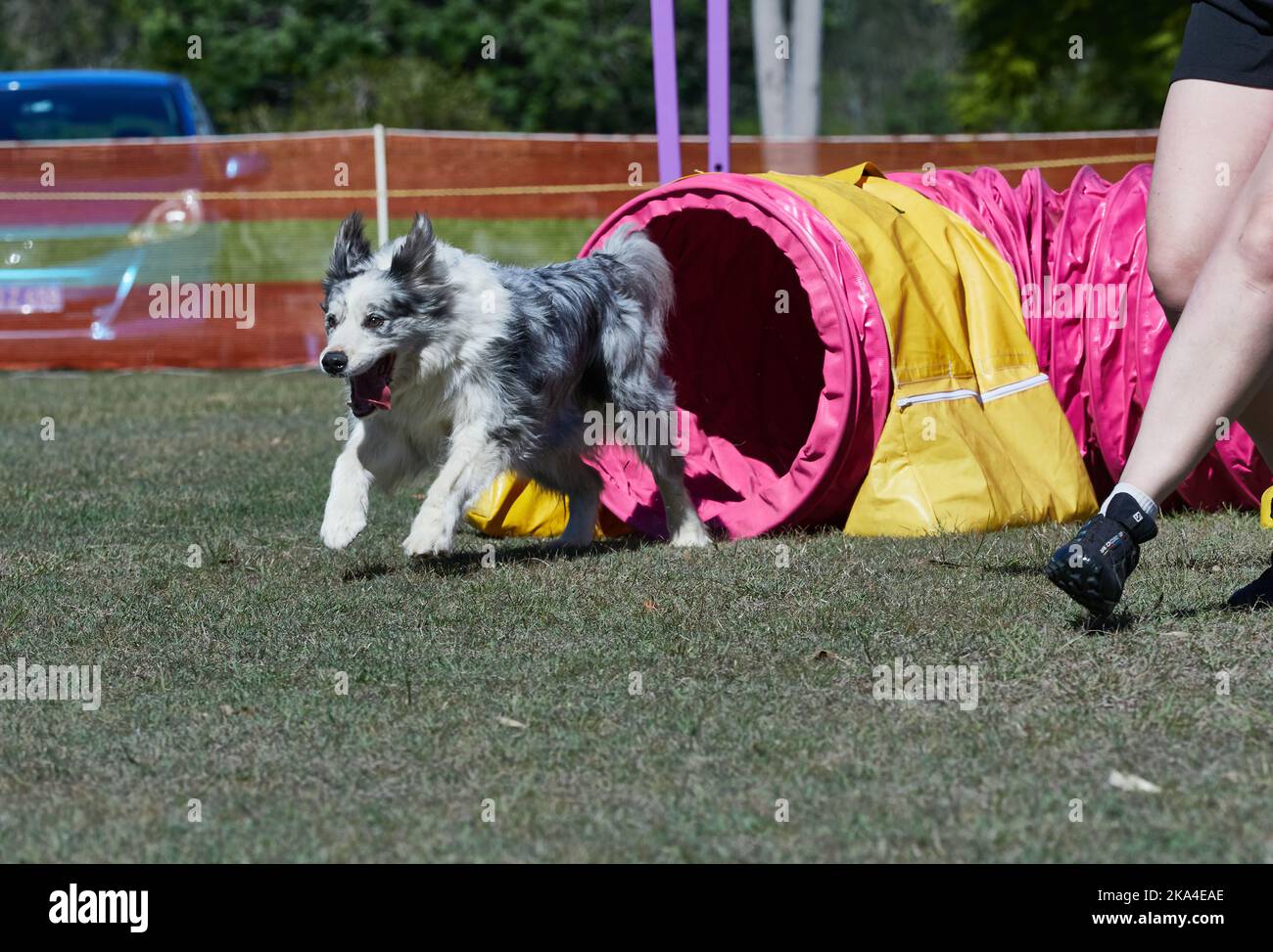 Merle Border Collie sprinting in a trial obstacle course Stock Photo ...