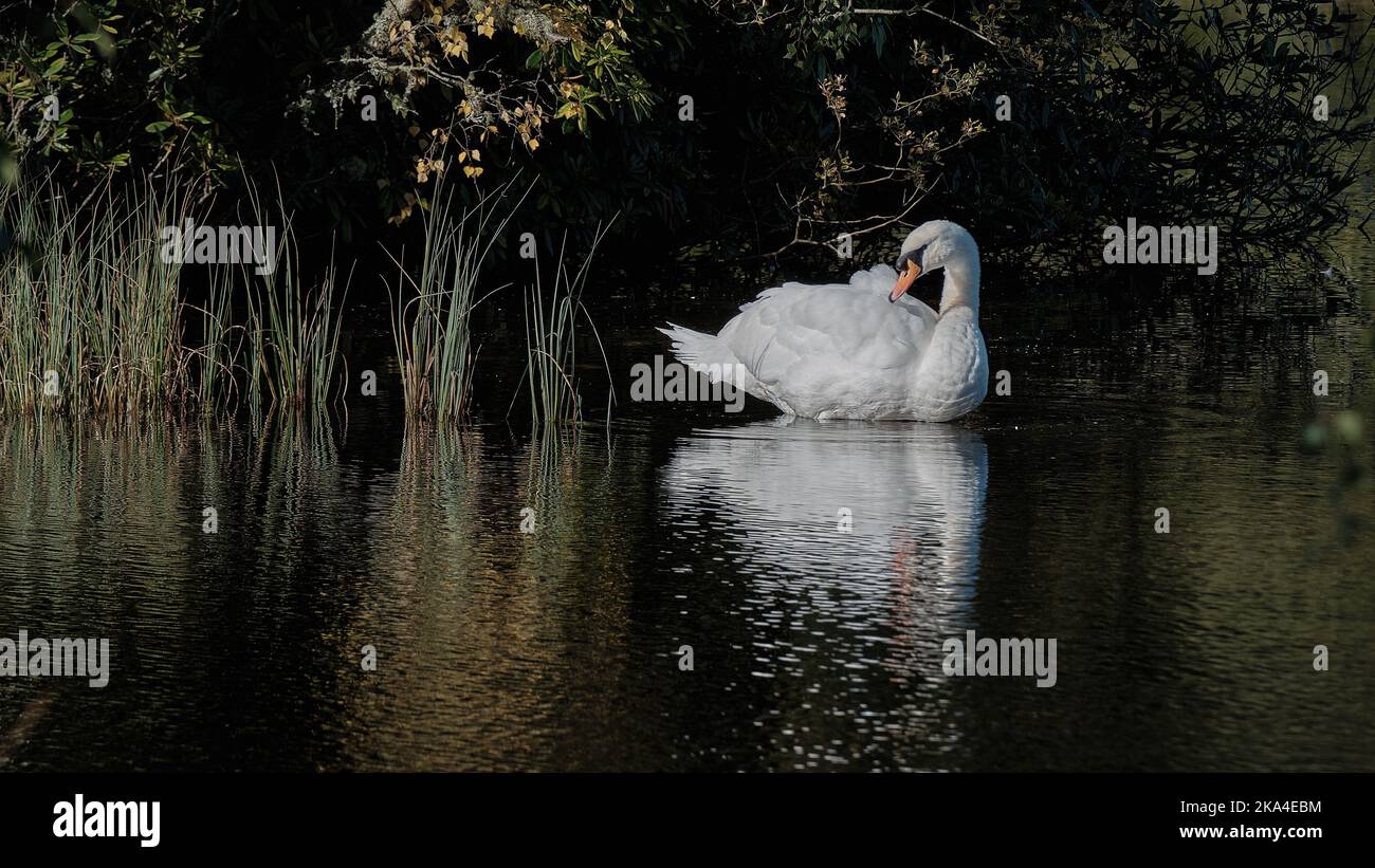 Ride a White Swan Stock Photo - Alamy