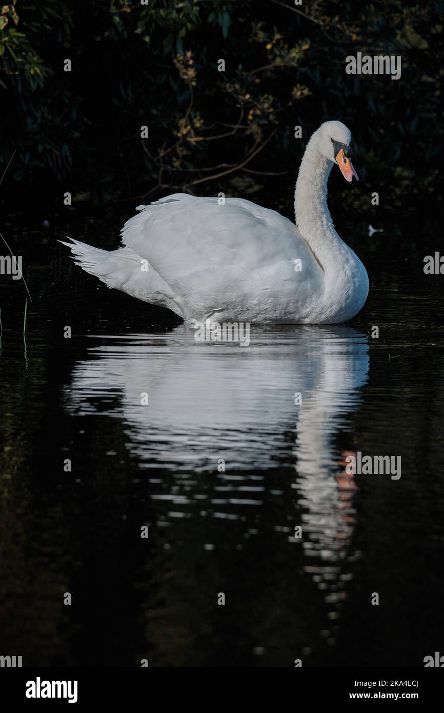 Ride a White Swan Stock Photo - Alamy