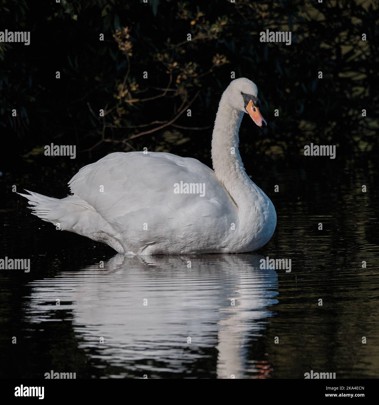 Ride a White Swan Stock Photo - Alamy