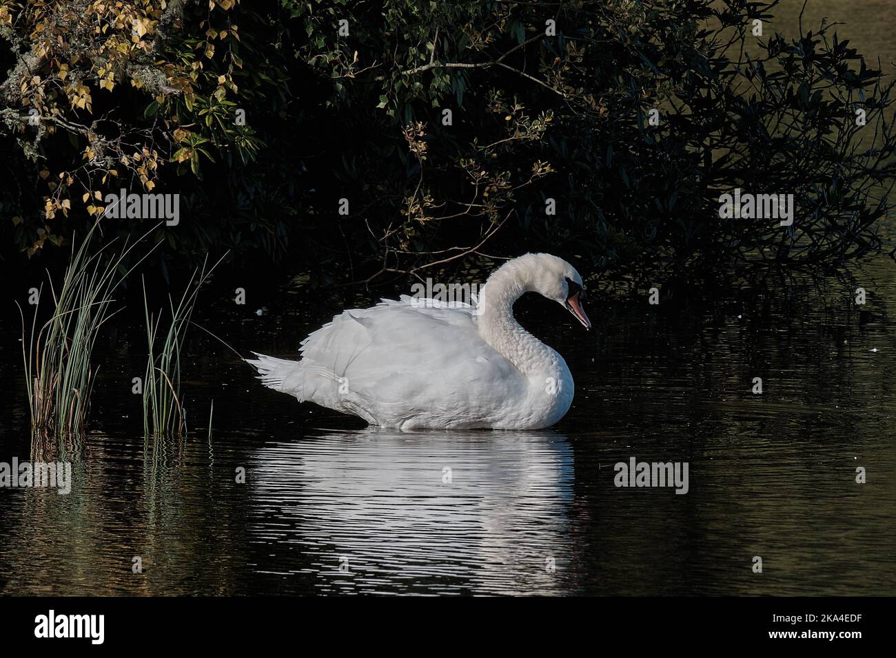 Ride a White Swan Stock Photo - Alamy
