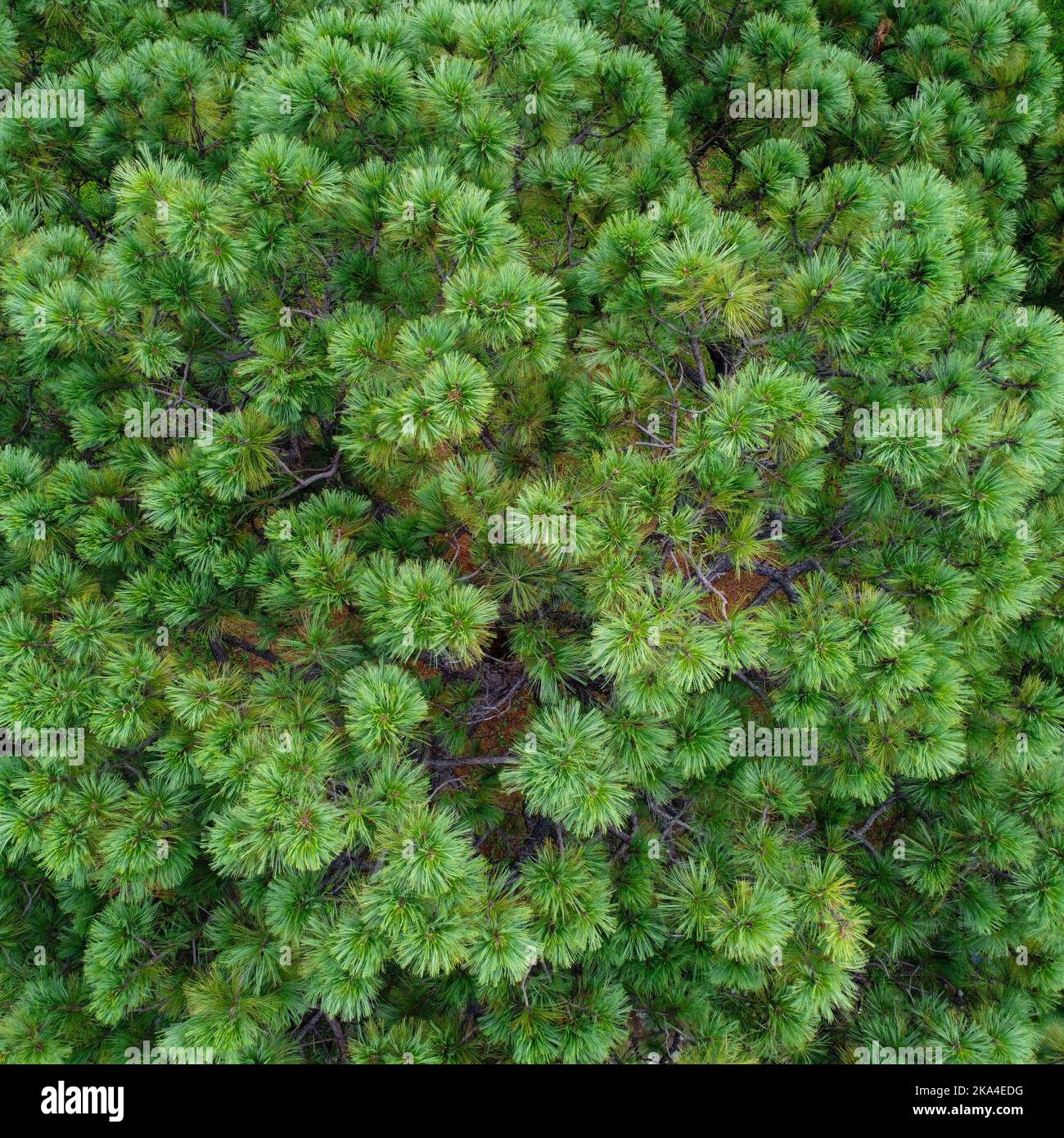 Birds eye view tops trees hi-res stock photography and images - Alamy