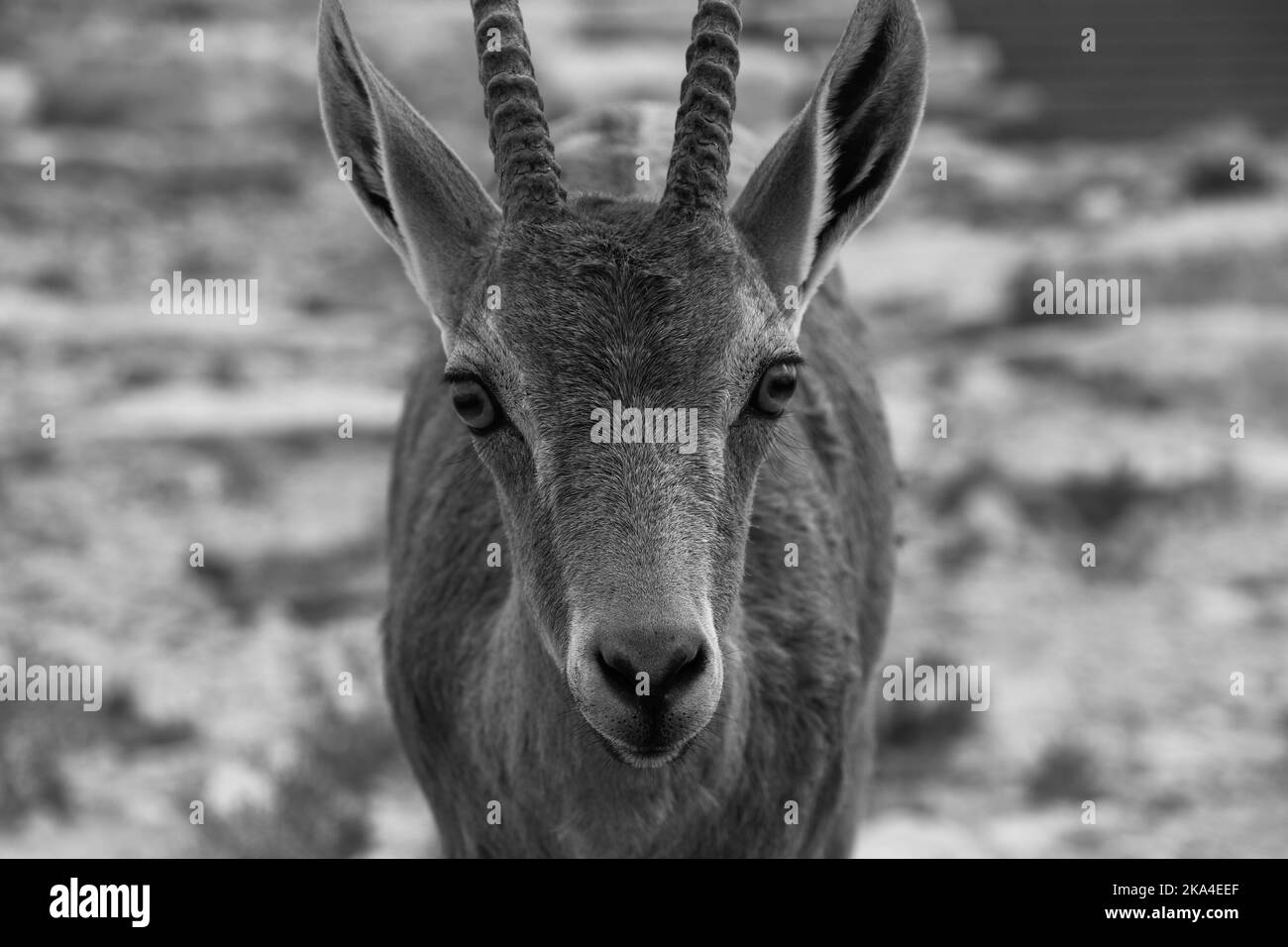 Capra ibex baby Black and White Stock Photos & Images - Alamy