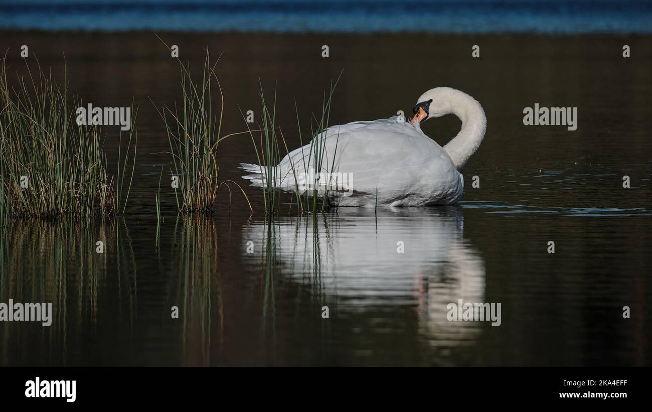 Ride a White Swan Stock Photo - Alamy