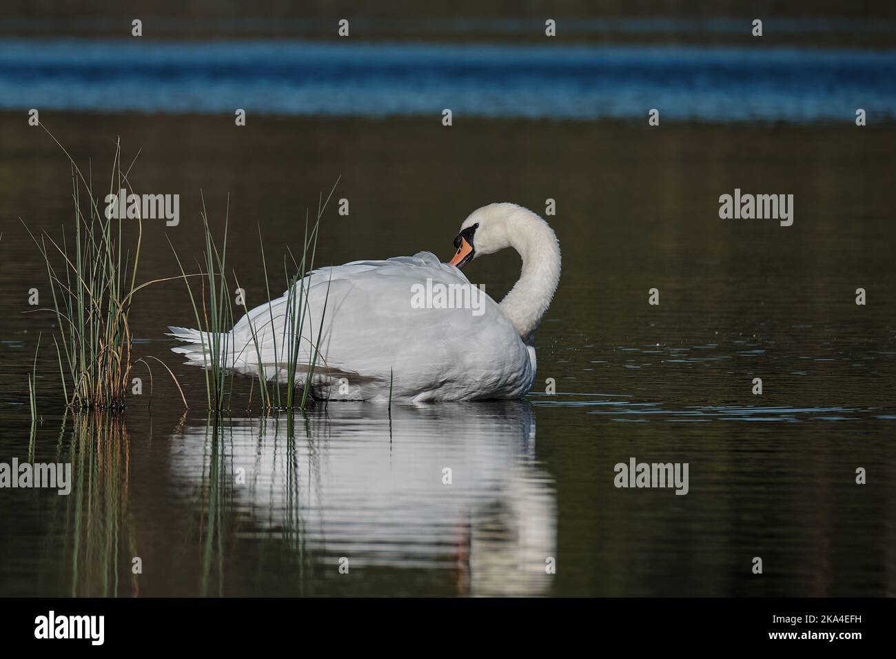 Ride a White Swan Stock Photo - Alamy