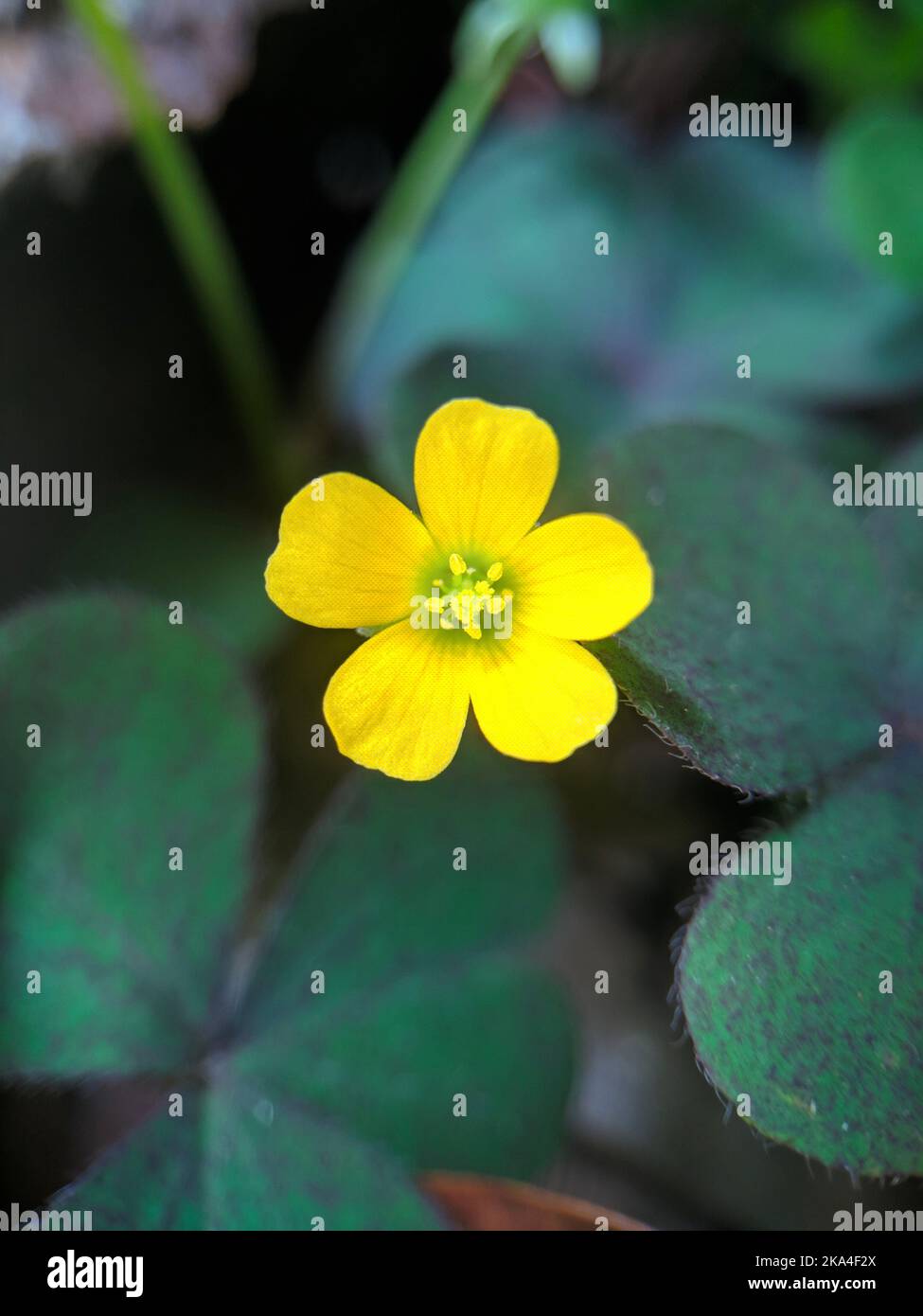 A yellow Oxalis stricta, yellow woodsorrel or common yellow oxalis ...