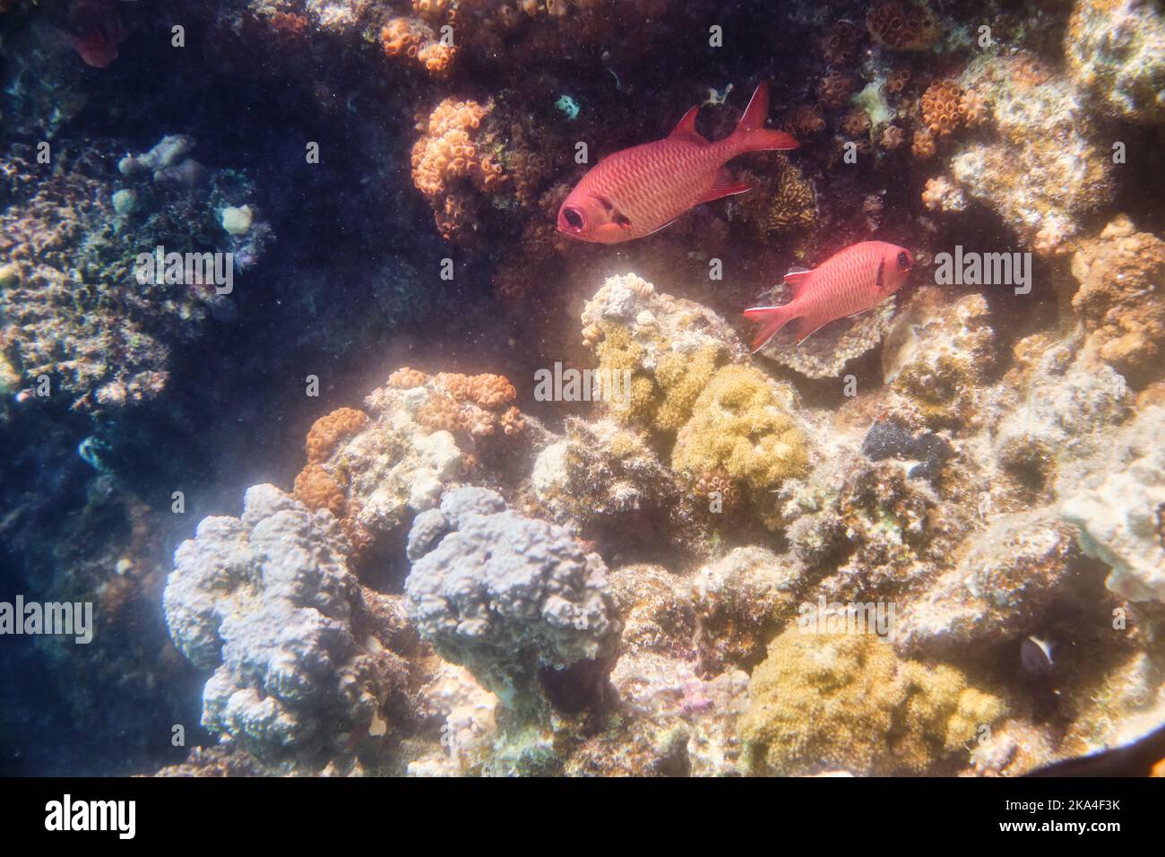 A scenic shot of fish, underwater plants, and coral reefs in the Red ...