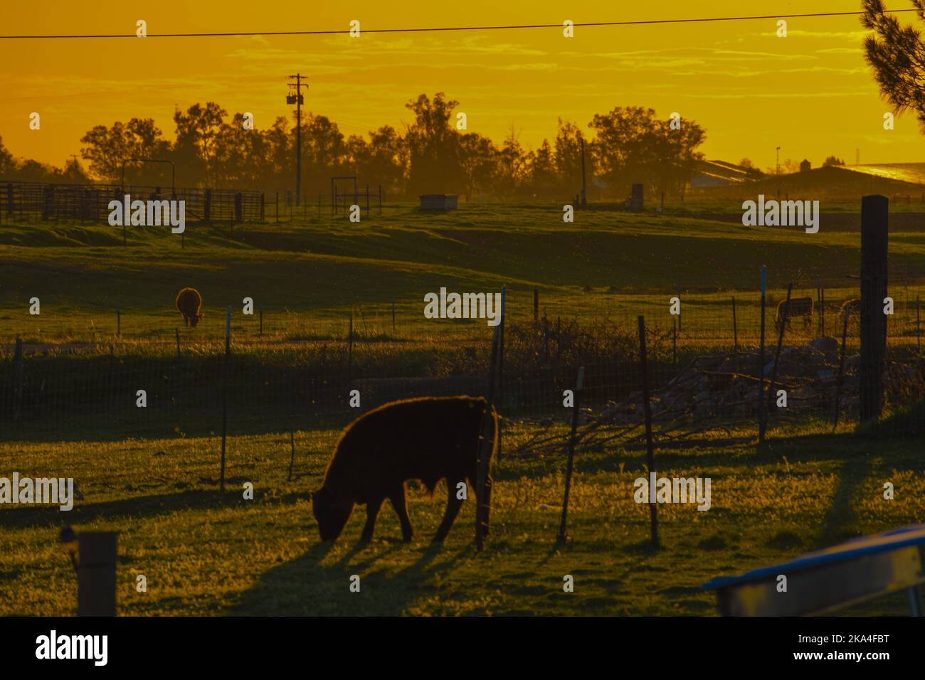 The silhouettes of grazing animals against the beautiful background of ...