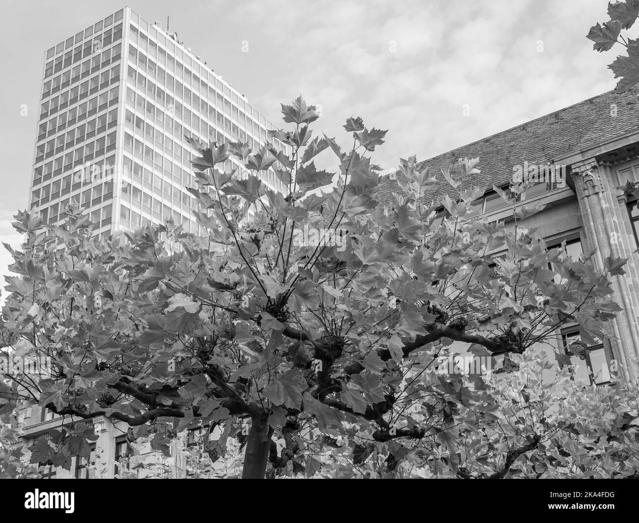 the city of Dusseldorf at the river rhine Stock Photo - Alamy