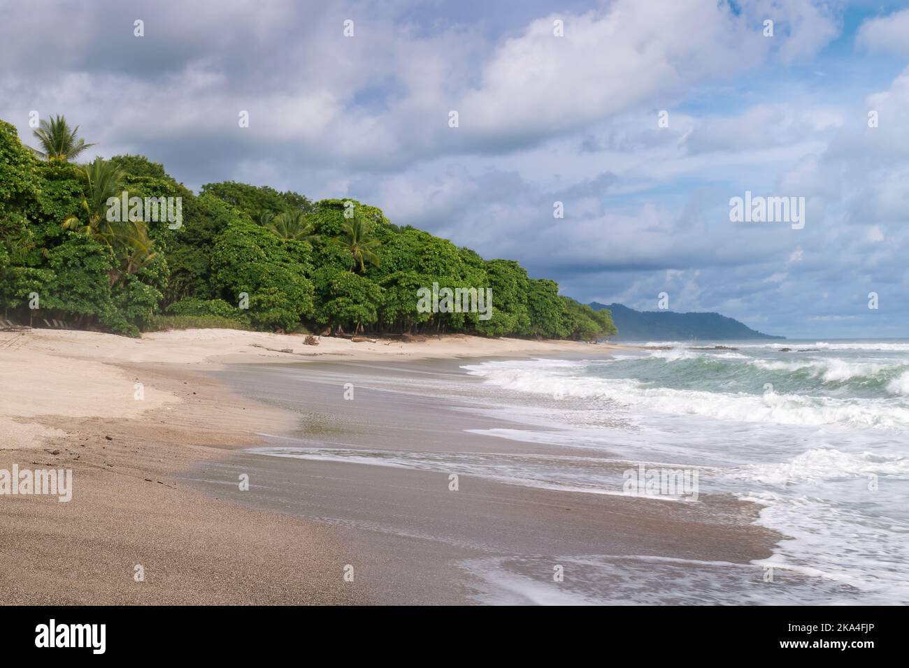 A green, dense forest by the sandy, tropical beach Stock Photo - Alamy