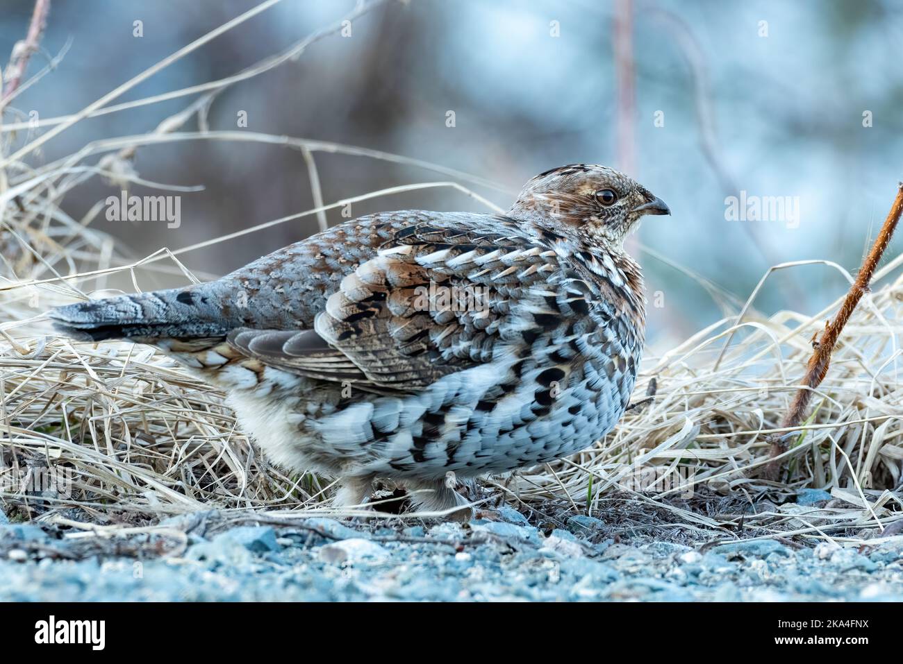 Female Ruffed Grouse
