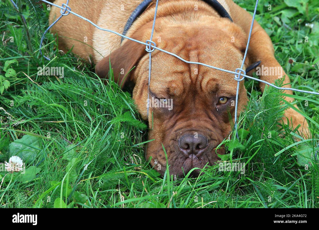 Takes care of hi-res stock photography and images - Alamy