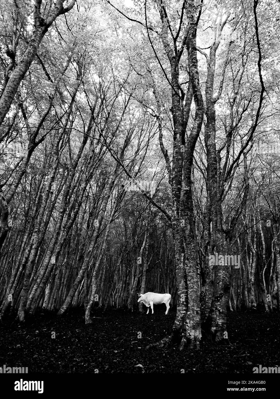 Fall white background Black and White Stock Photos & Images - Alamy