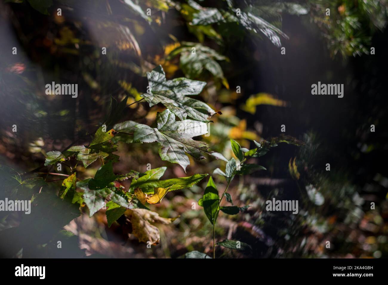 Beautiful shot half dried hi-res stock photography and images - Alamy