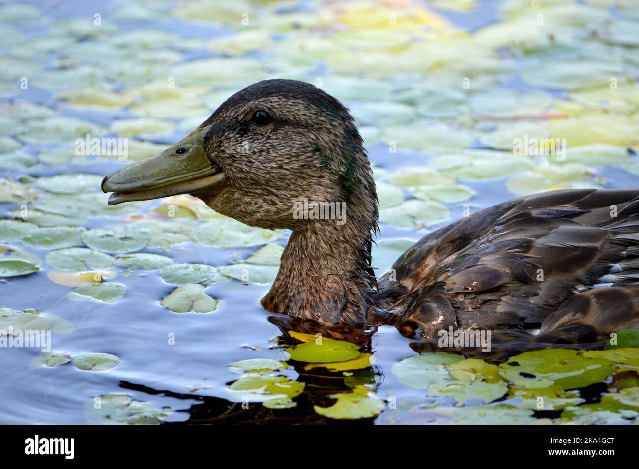 Duck with snail in its throat, Little Albro Lake, Dartmouth, Nova ...