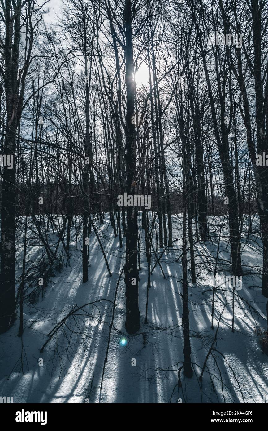 A forest with leafless trees with snow in winter Stock Photo - Alamy