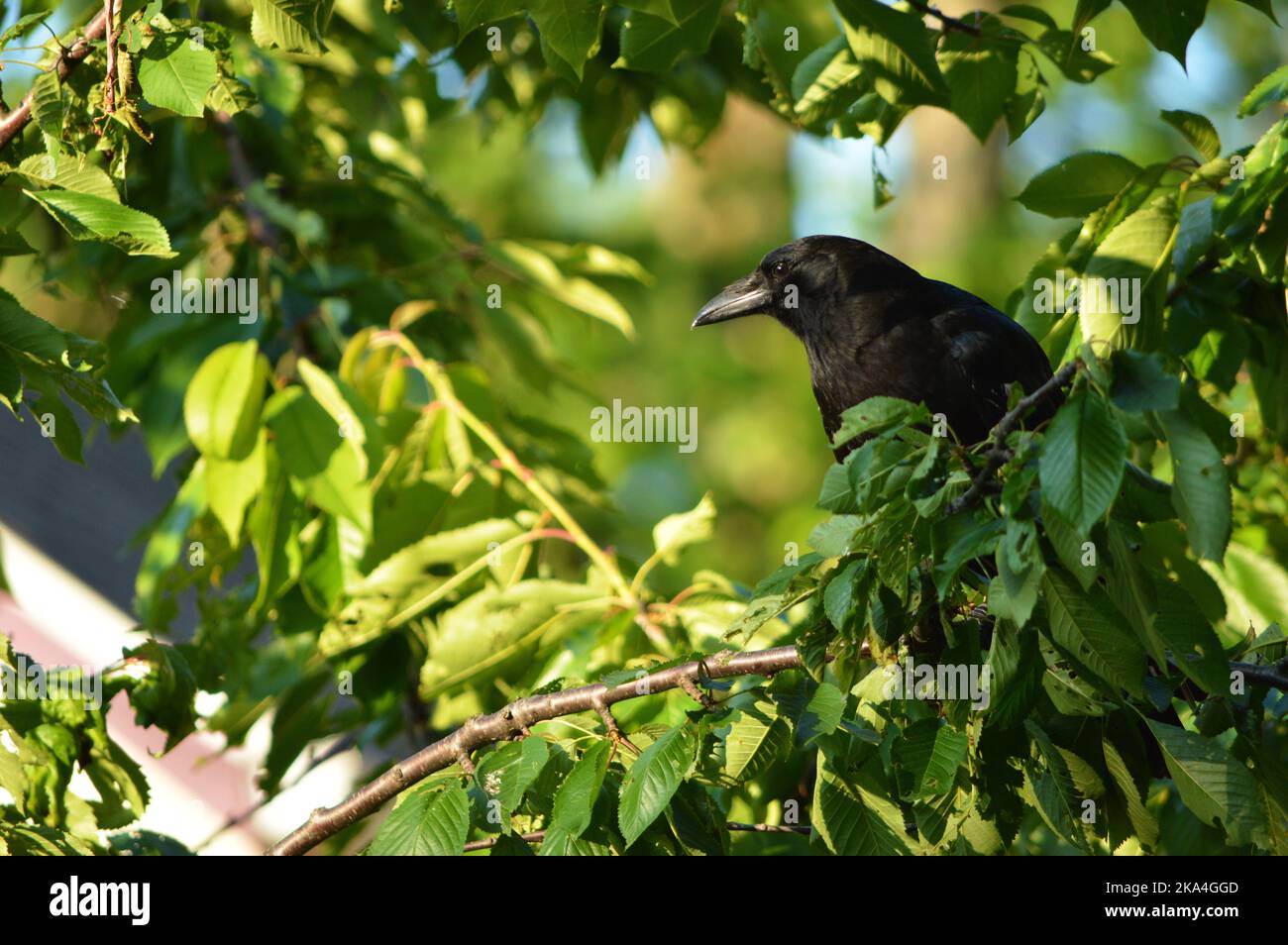 Crow in a tree in Halifax, Nova Scotia, Canada (2022 Stock Photo - Alamy