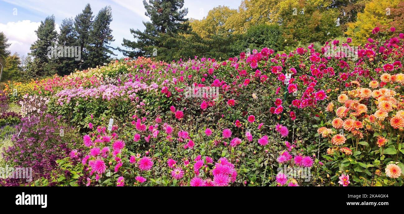 The garden full of colorful Georgina flowers Stock Photo - Alamy