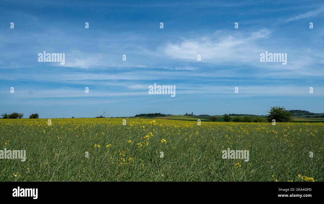 A beautiful view of a field with yellow flowers Stock Photo - Alamy