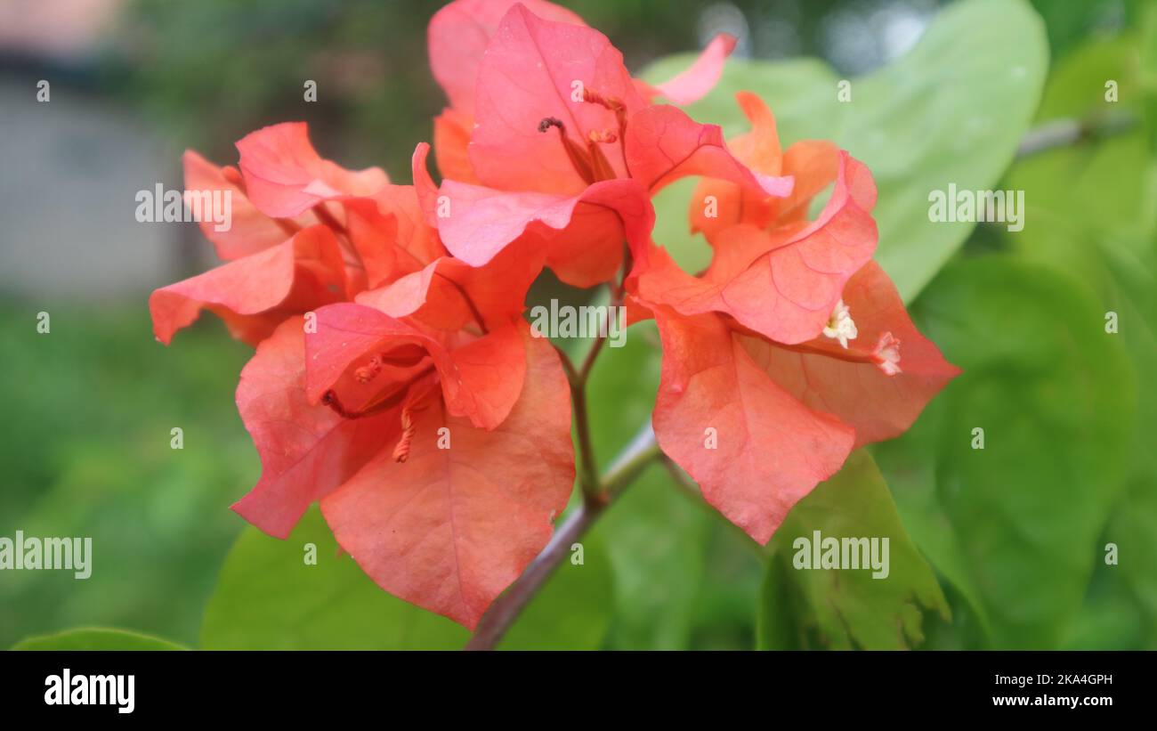 Bugenville flowers hi-res stock photography and images - Alamy