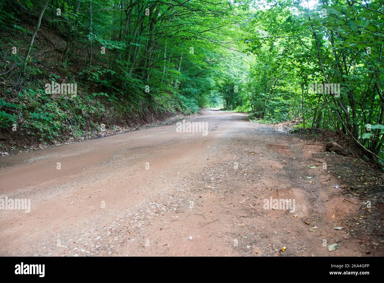 Big Road through the forest, river Grza in Serbia Stock Photo - Alamy