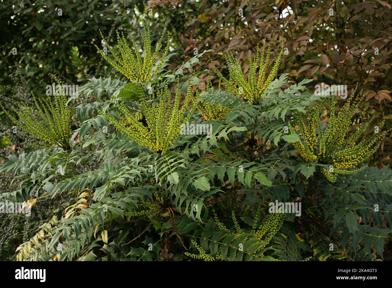 Mahonia japonica in bud in the autumn at Lesnes Abbey, Abbey Wood ...
