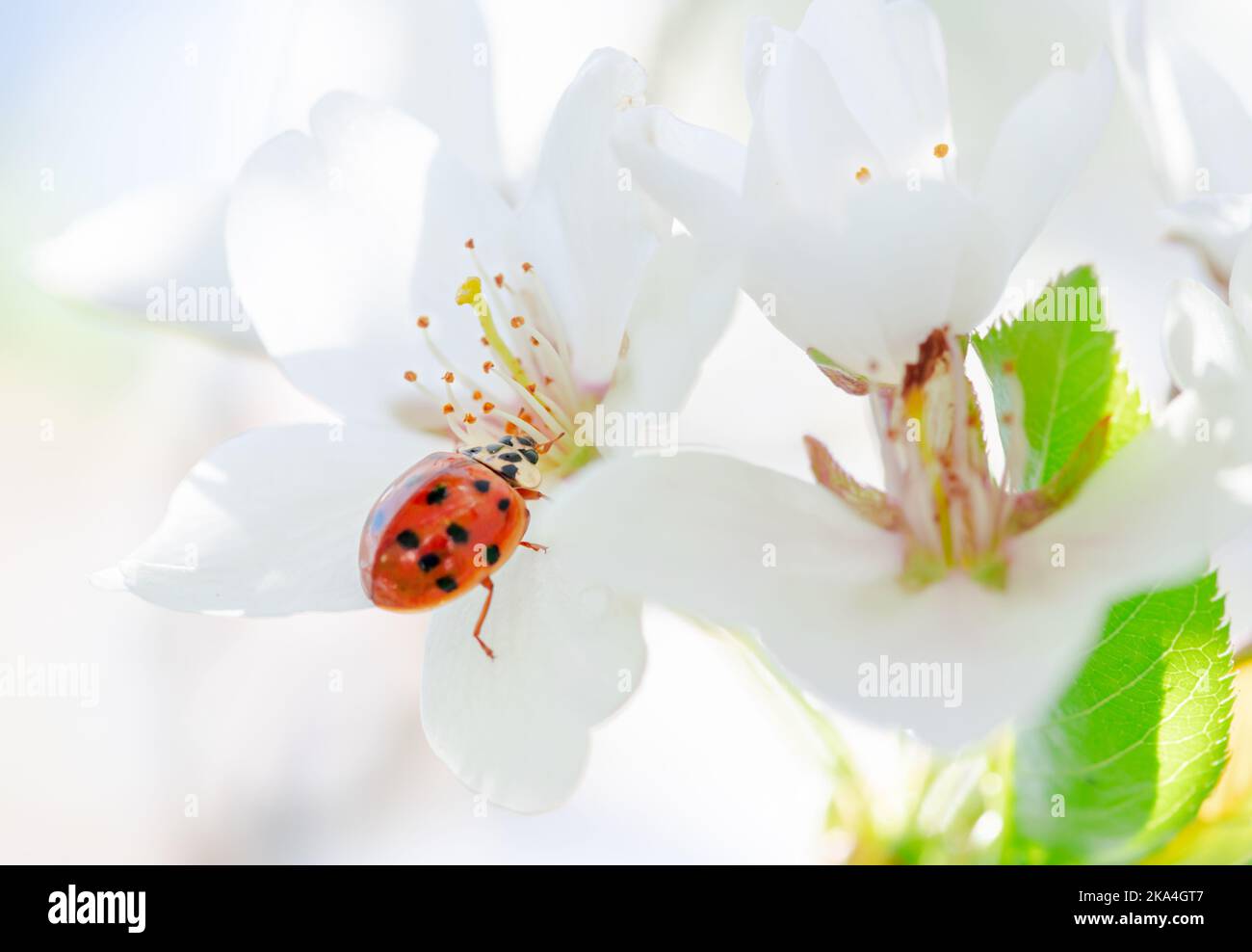Red lady beetle on pear tree flower Stock Photo - Alamy