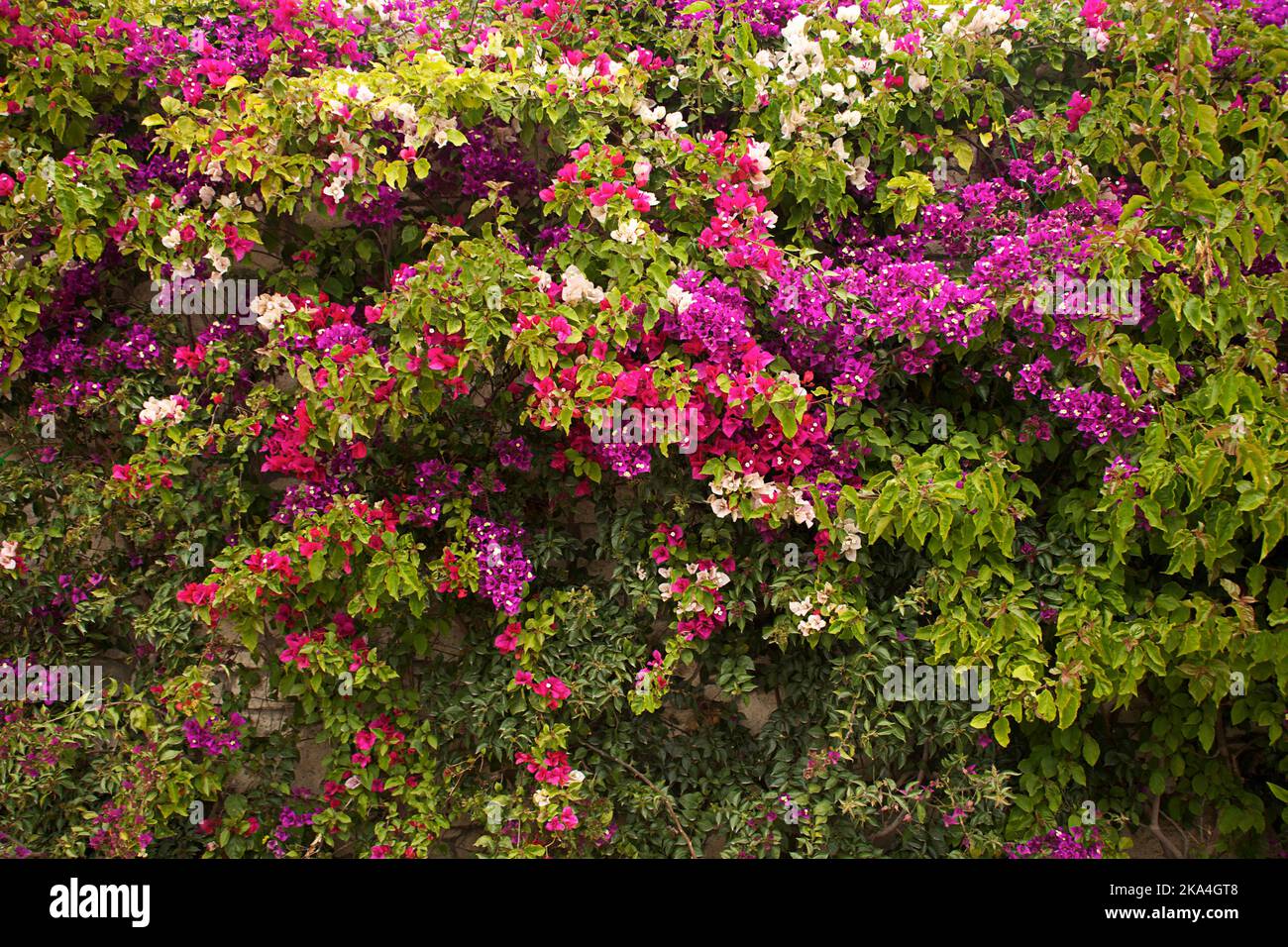 Bougainvillea in different colours on a wall in Alacati on the Aegean ...