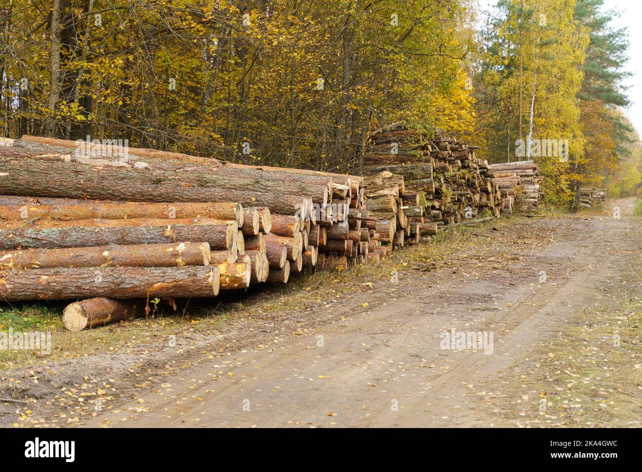 Log trunks stacked in the forest along the road. Logging in autumn ...