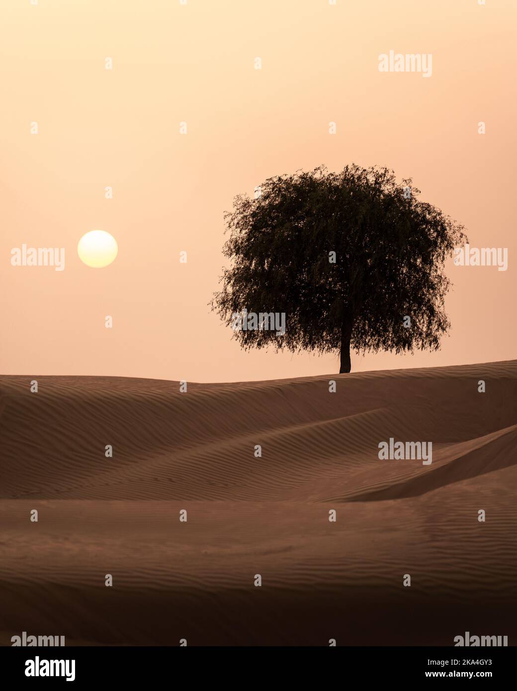 A vertical shot of the lonely tree in the desert at sunset Stock Photo ...