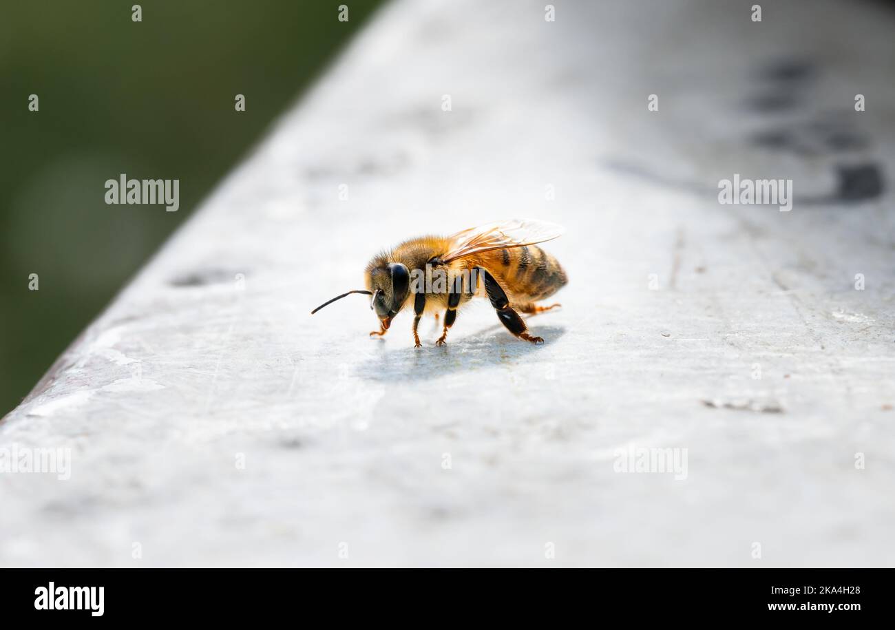 Single honey bee with proboscis out Stock Photo - Alamy