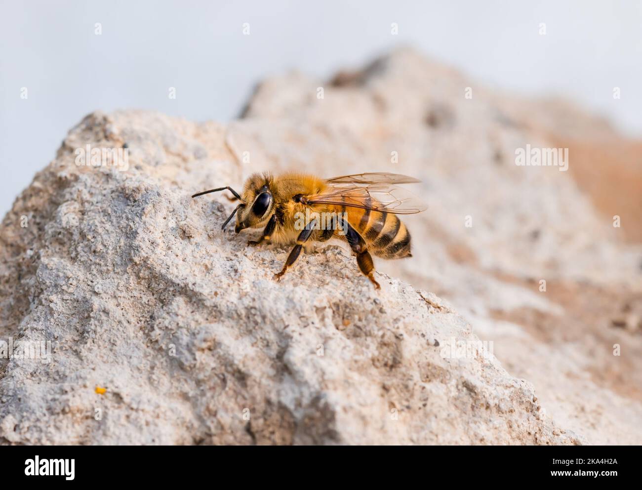 Worker insects hi-res stock photography and images - Alamy