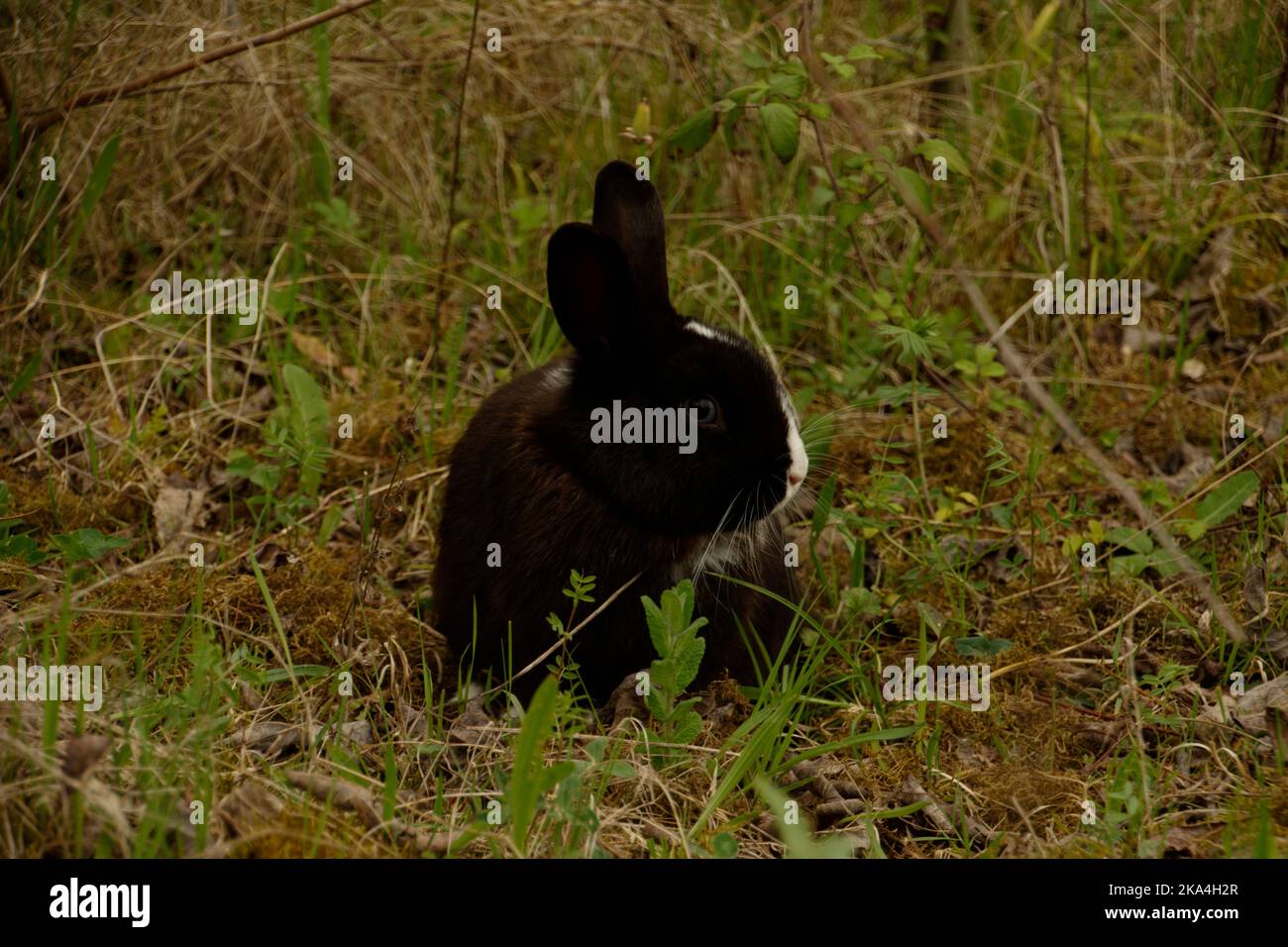 A closeup of a cute bunny on the grass in a field Stock Photo - Alamy