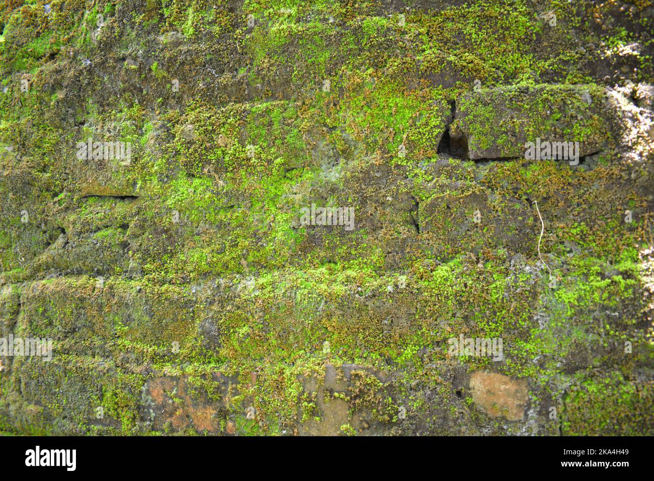brick wall overgrown with moss, can be used as a background or texture ...