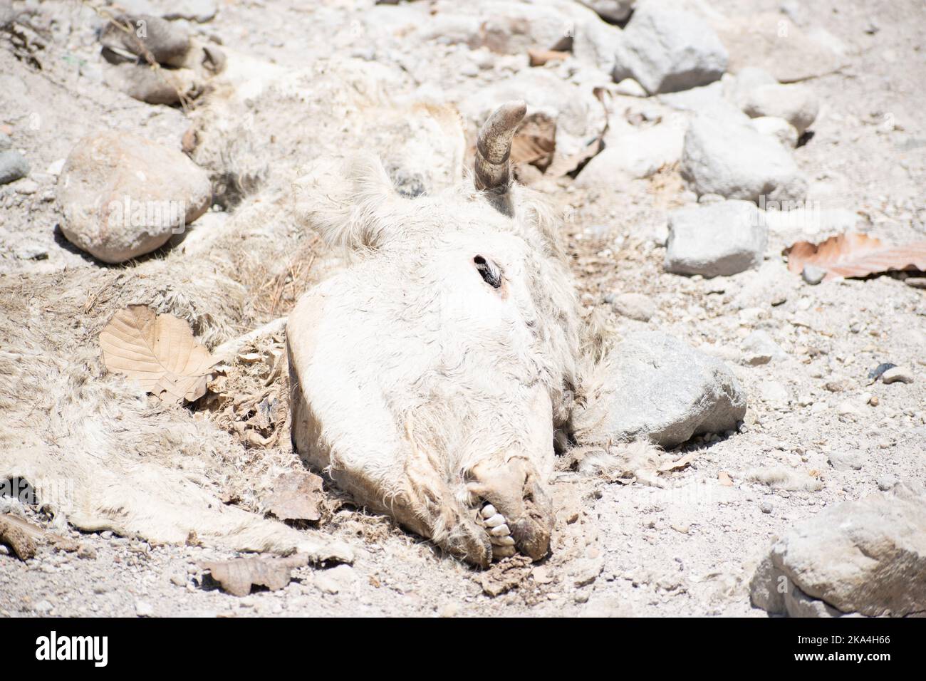 A dead cow head in the sand among stones Stock Photo - Alamy