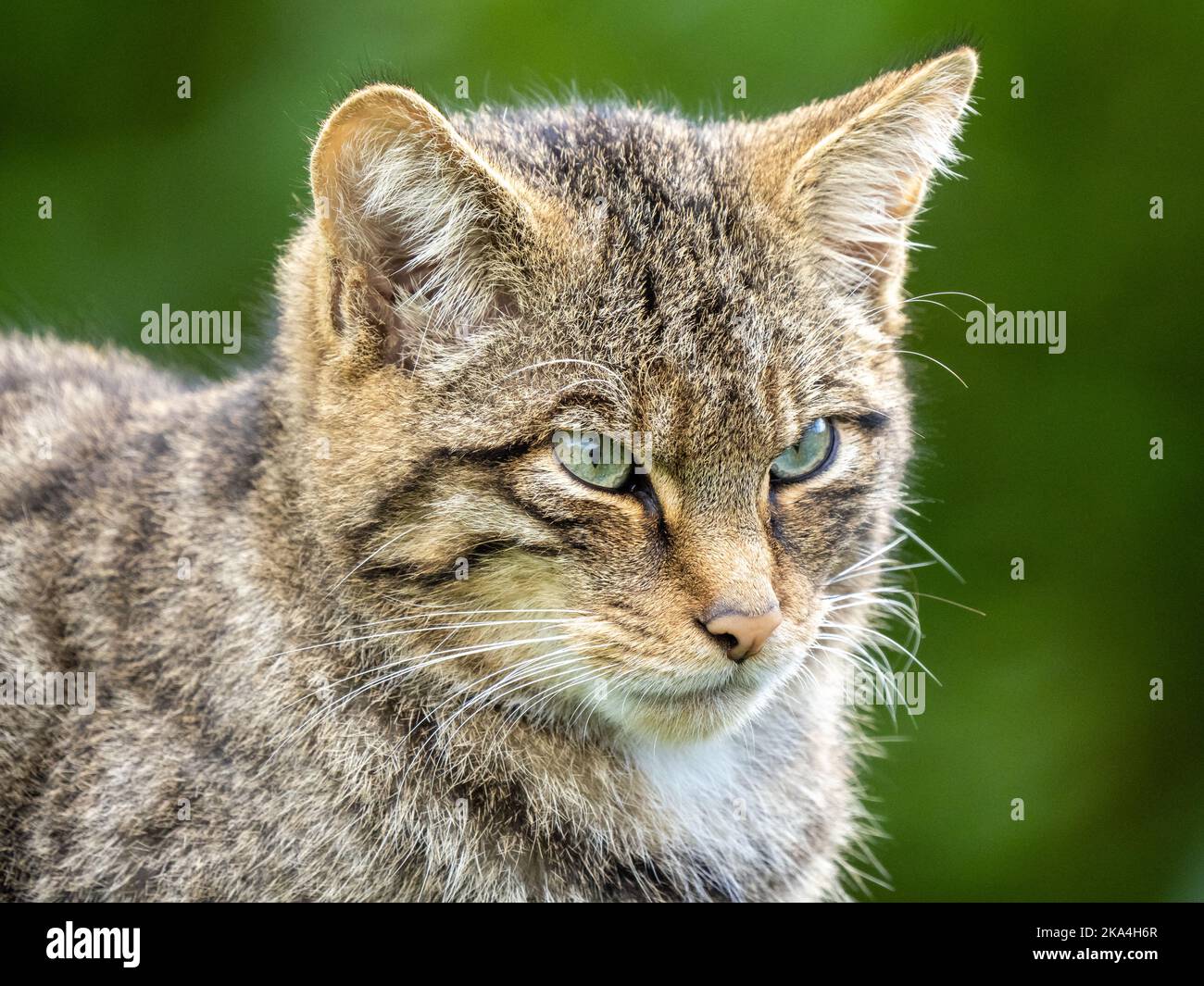 Female Scottish Wildcat Stock Photo - Alamy