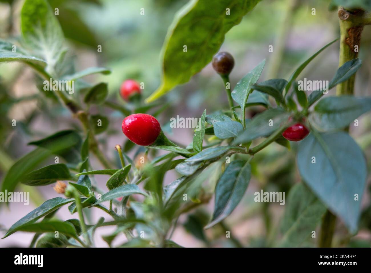 A close up of Capsicum annuum 'Bird's Eye' or Chili in the garden Stock ...